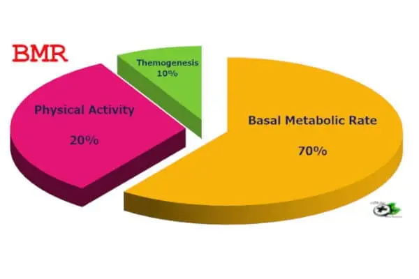 Basal Metabolic Rate Calculator: Weight Loss-5 Basic Activity Levels